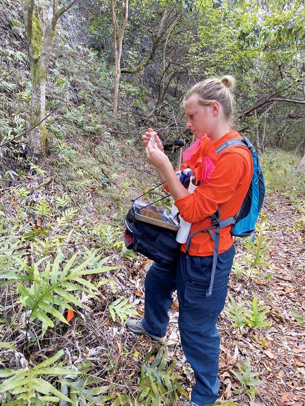 New little fire ant infestation discovered in Haiku, MISC says | News ...